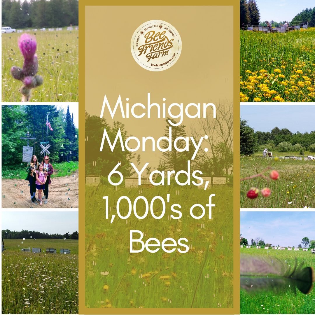 Where are our bees? | Bee Friends Farm