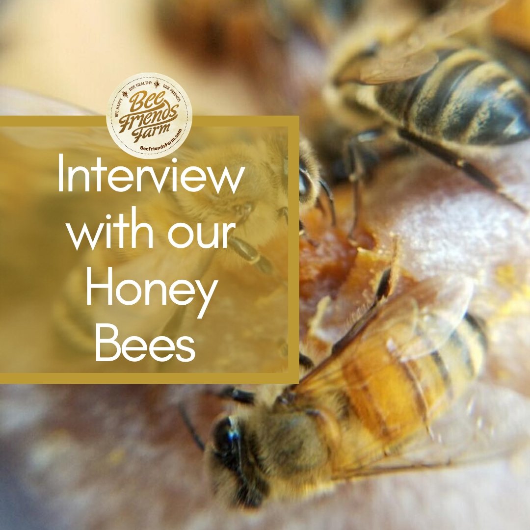 Summer 2020 Interview with our Bees | Bee Friends Farm