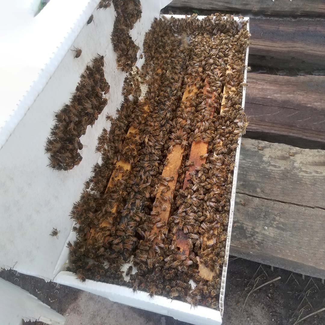 The Beginner's Checklist for Keeping Bees: What You Need to Get Starte ...