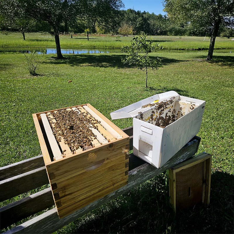 Best Practices for Feeding Bees with Sugar Water | Bee Friends Farm